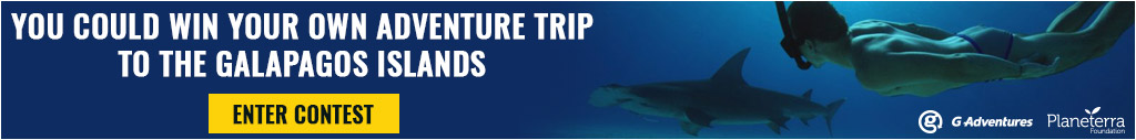 Sharkwater Official Movie Site | Help Save Sharks