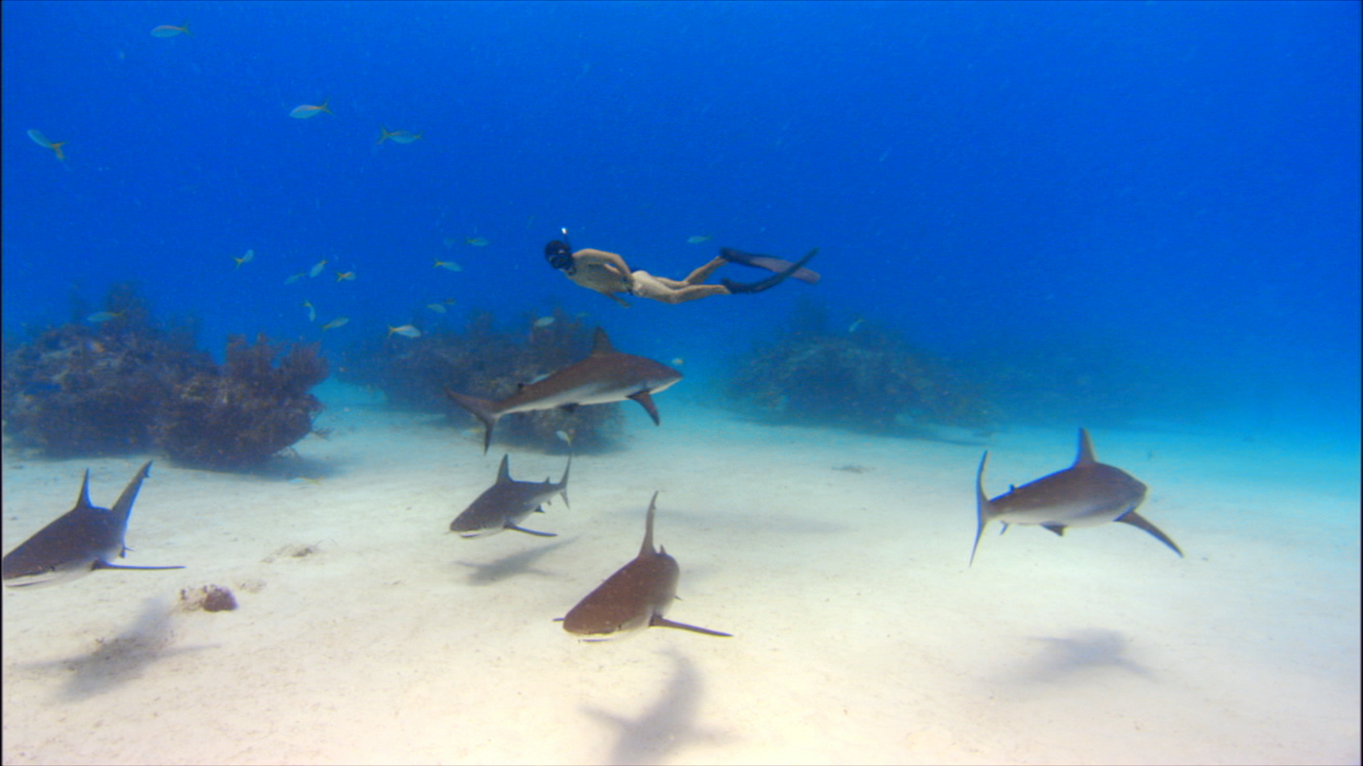 Rob Stewart free diving with Caribbean reef sharks - Sharkwater Extinction