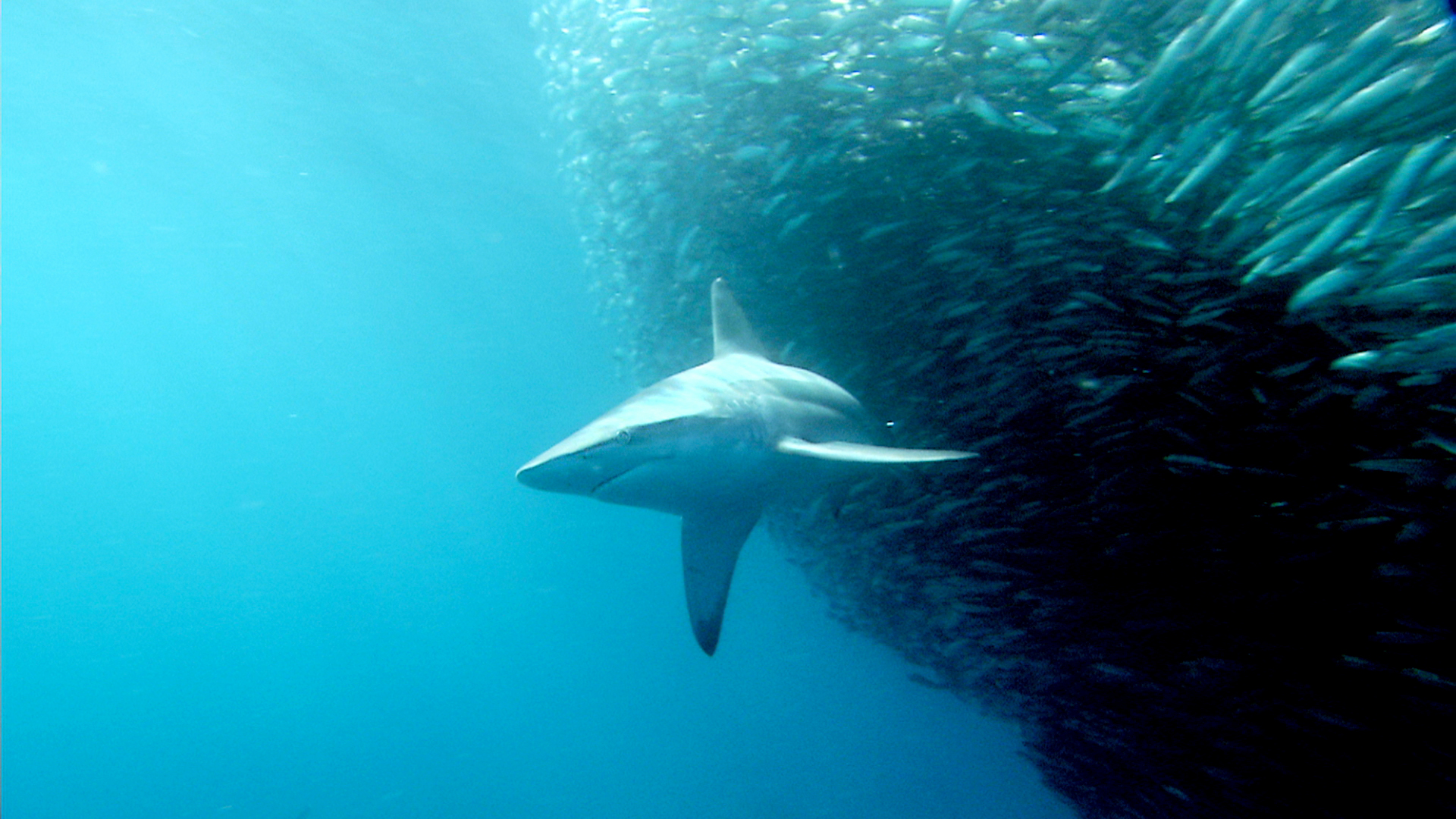 Dusky shark attacking school of sardines - Sharkwater Extinction