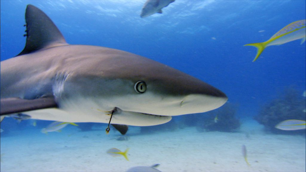 Caribbean reef shark 3 - Sharkwater Extinction