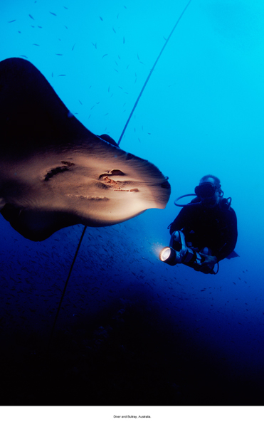 Diver and bull ray - Sharkwater Extinction