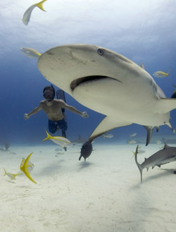 Join Team Sharkwater and Pledge To Save Sharks | Sharkwater Extinction