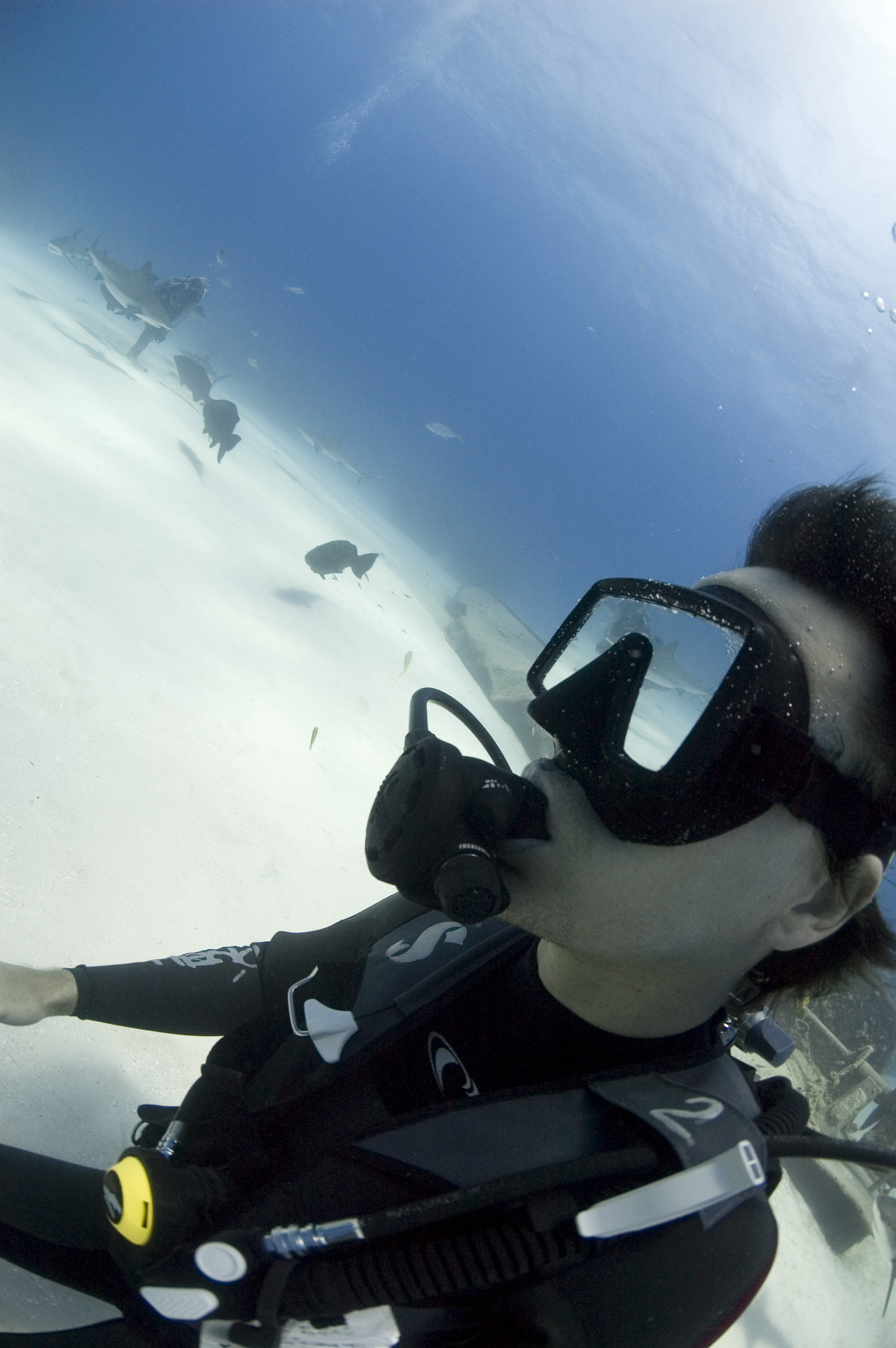 Rob Stewart and Caribbean reef sharks - Sharkwater Extinction