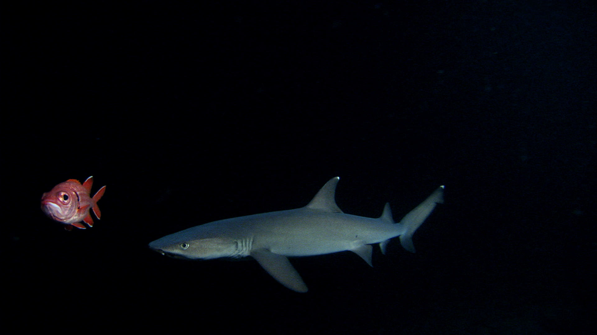 White tip reef shark chasing a squirrelfish - Sharkwater Extinction