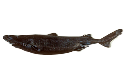 Bristled Lanternshark - Sharkwater Extinction
