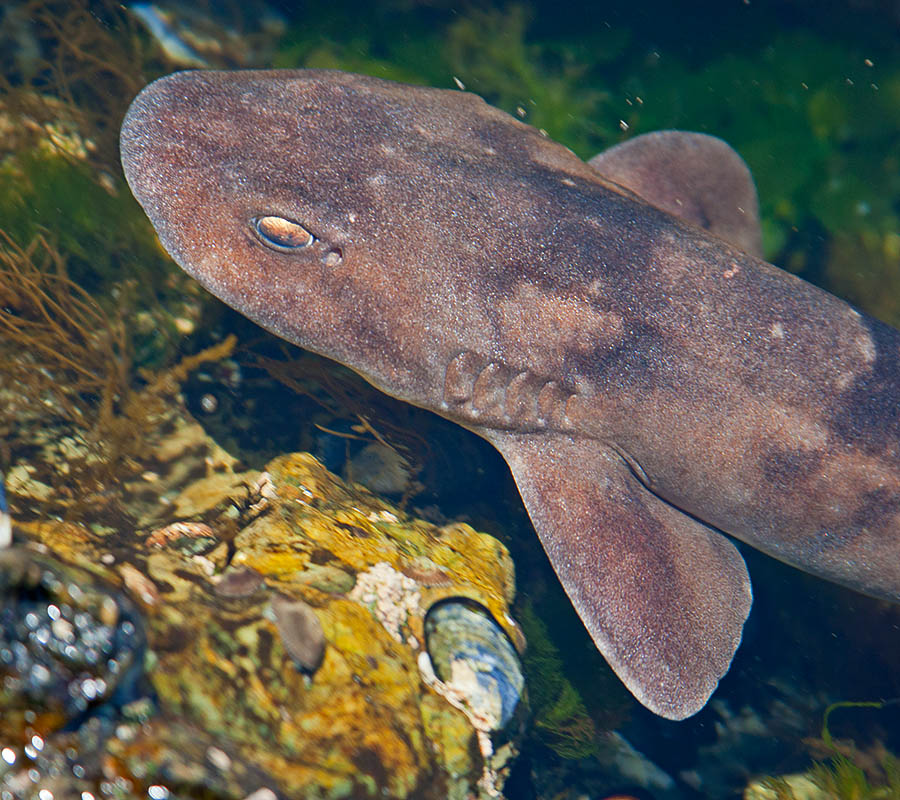 Brown Shyshark - Sharkwater Extinction