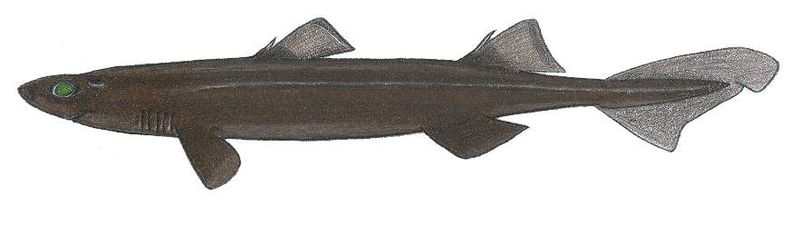Black Dogfish - Sharkwater Extinction