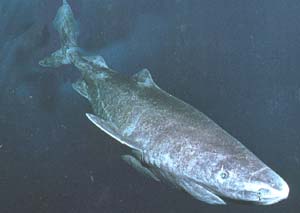 Greenland Shark - Sharkwater Extinction