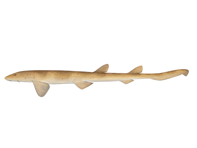Taiwan Saddled Carpetshark - Sharkwater Extinction