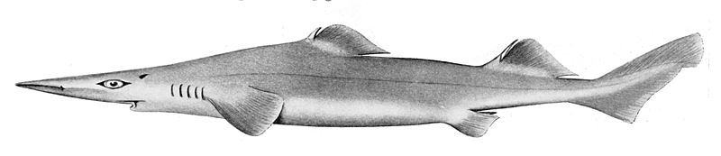 Longsnout Dogfish - Sharkwater Extinction