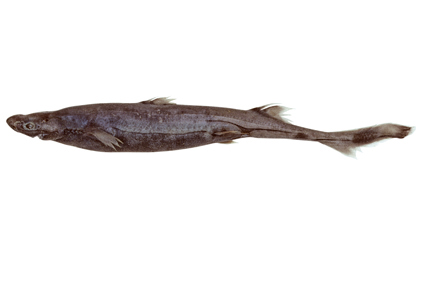 Blackmouth Lanternshark - Sharkwater Extinction