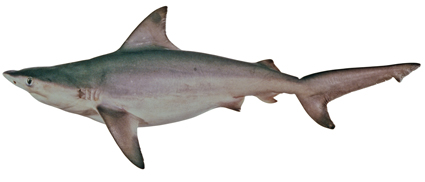 Pigeye Shark - Sharkwater Extinction