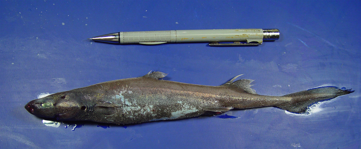 Caribbean Lanternshark - Sharkwater Extinction