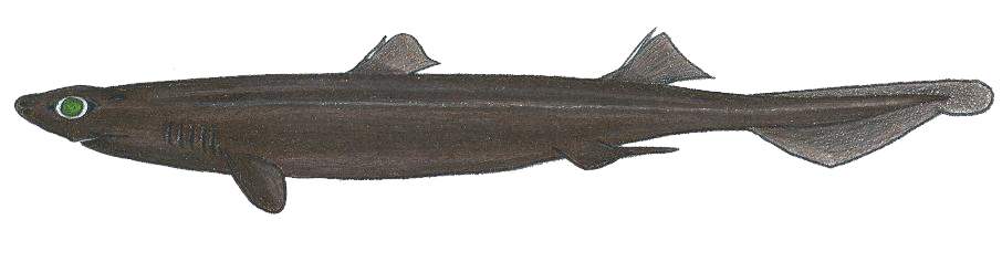 Granular Dogfish - Sharkwater Extinction