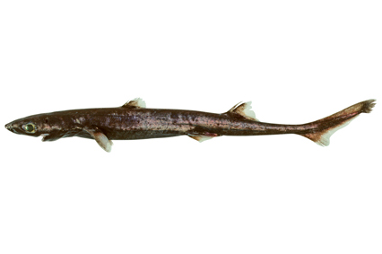 Short-tail Lanternshark - Sharkwater Extinction