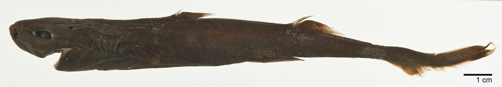 Cylindrical Lanternshark - Sharkwater Extinction