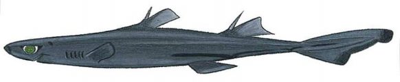 African Lanternshark - Sharkwater Extinction