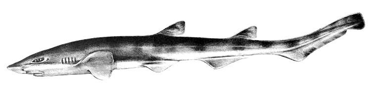 Gecko Catshark - Sharkwater Extinction