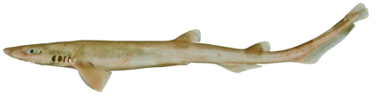Slender Sawtail Catshark - Sharkwater Extinction