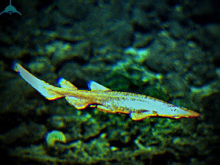 Longnose Sawtail Catshark - Sharkwater Extinction