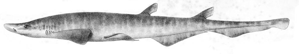 Atlantic Sawtail Catshark - Sharkwater Extinction