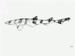 Speckled Catshark - Sharkwater Extinction