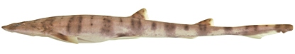 Rusty Catshark - Sharkwater Extinction