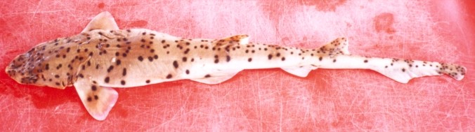Blackspotted Catshark - Sharkwater Extinction