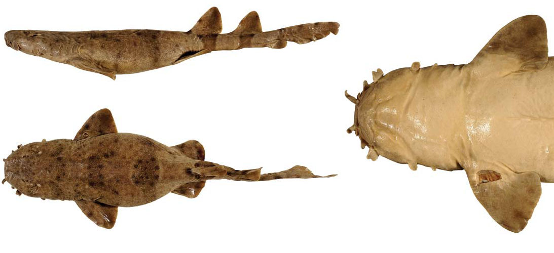 Network Wobbegong - Sharkwater Extinction