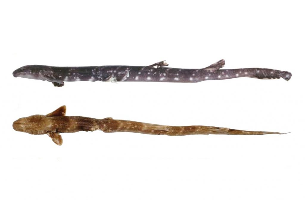 Elongate Carpetshark - Sharkwater Extinction