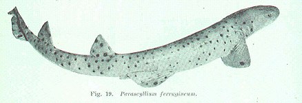 Rusty Carpetshark - Sharkwater Extinction