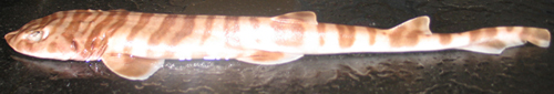 Quagga Catshark - Sharkwater Extinction
