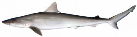 Atlantic Sharpnose Shark - Sharkwater Extinction