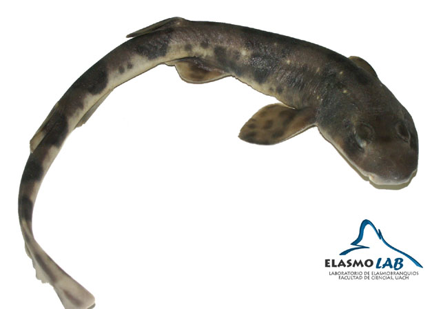 Narrow-mouthed Catshark - Sharkwater Extinction