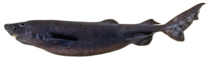 Sherwood’s Dogfish - Sharkwater Extinction