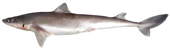 Japanese Shortnose Spurdog - Sharkwater Extinction