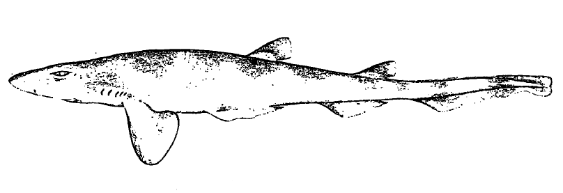 Antilles Catshark - Sharkwater Extinction