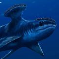 10 Weirdest Sharks in the World – And Top 5 Weirdest Extinct Sharks ...