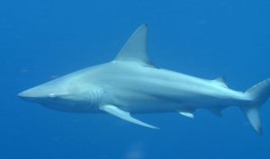 Bignose Shark - Sharkwater Extinction