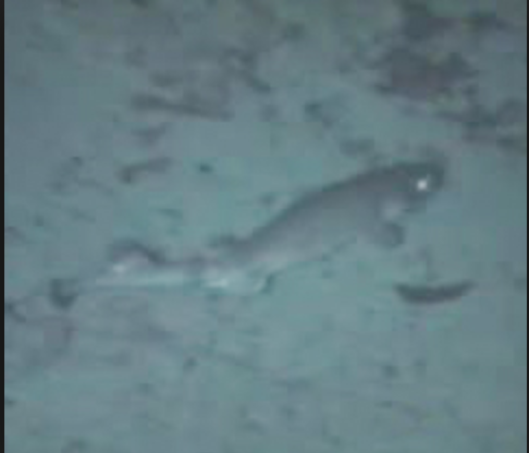 Blackgill Catshark - Sharkwater Extinction