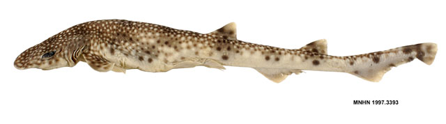 Starry Catshark - Sharkwater Extinction