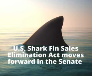 U.S. shark fin trade ban gets closer - Sharkwater Extinction