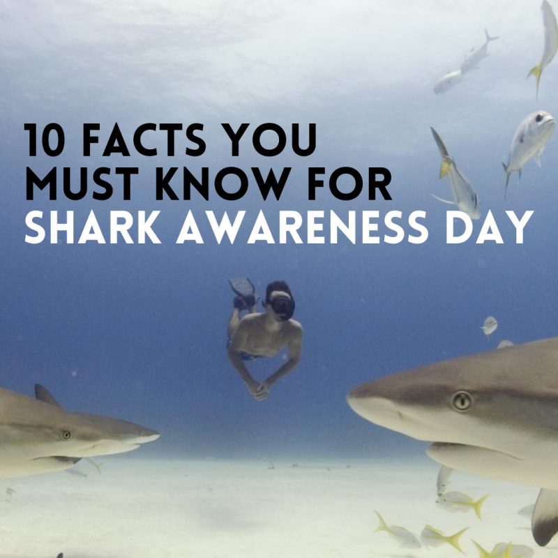 Taking Action on Shark Awareness Day! - Sharkwater Extinction
